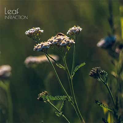 ᐉ Acoustic Royalty Free Track Leaf (Documentary) | by Infraction